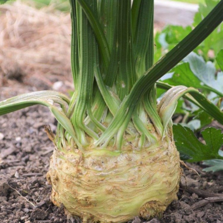 Tamar Organics Archives | Organic Gardener