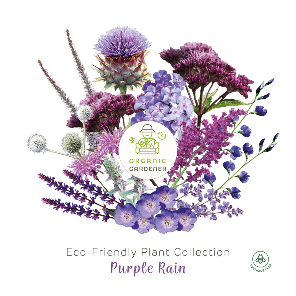 Purple Rain Bare Root Plant Collection (6 m2) | Organic Gardener
