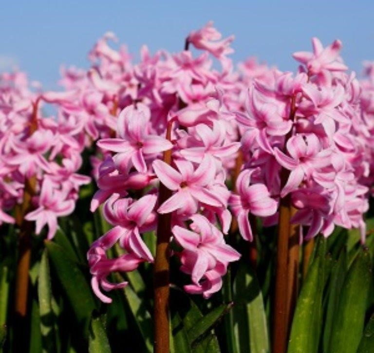 Organic Hyacinthus orientalis ‘Fondant’ - Organic Gardener